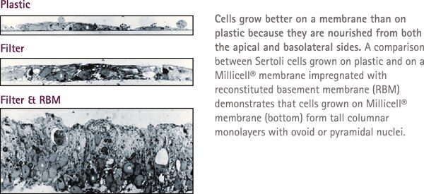 Millicell® 细胞培养嵌套板 - Cell Culture Inserts